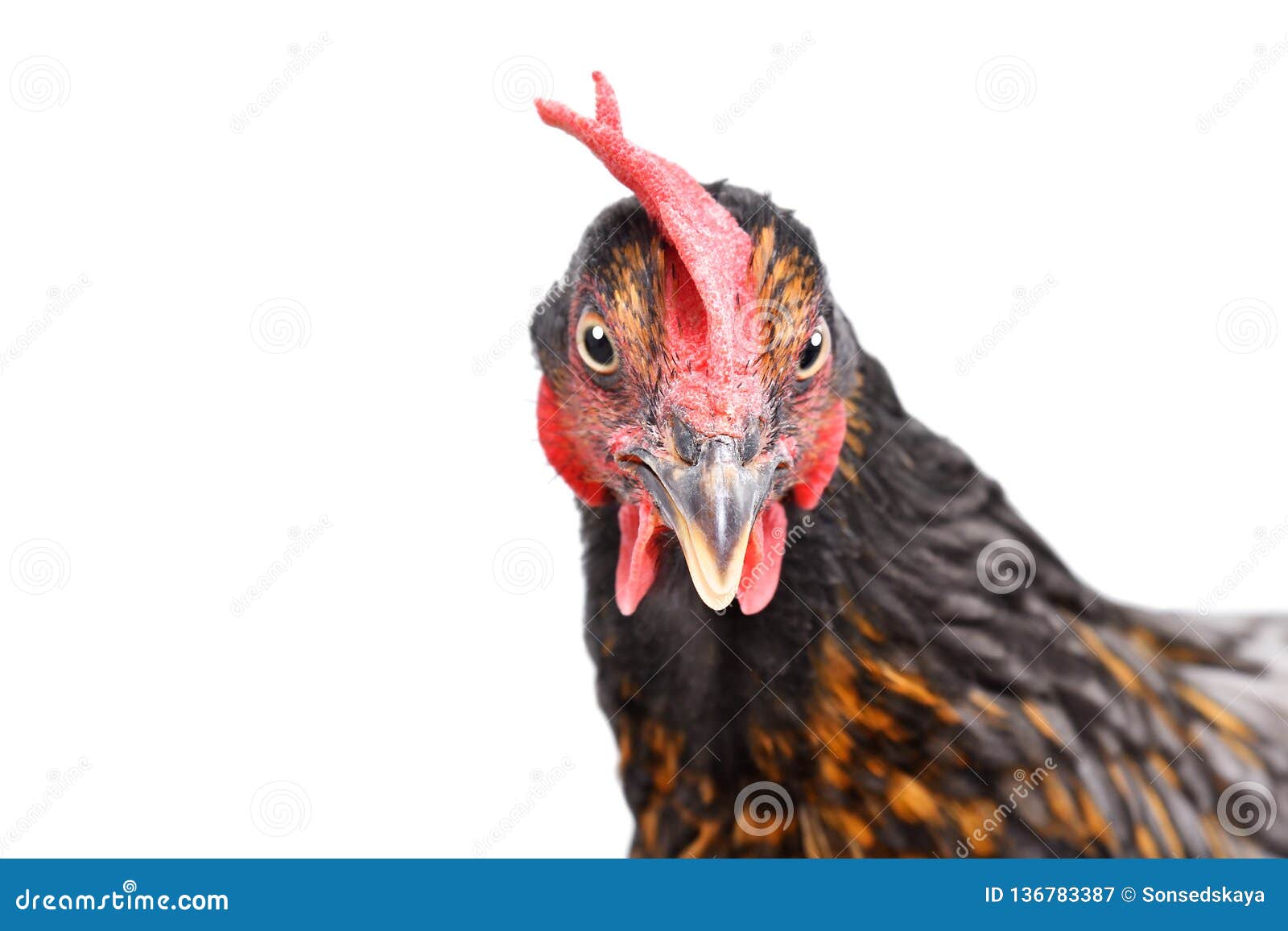 Portret Van Een Grappige Bruine Kip Stock Afbeelding - Image of ...