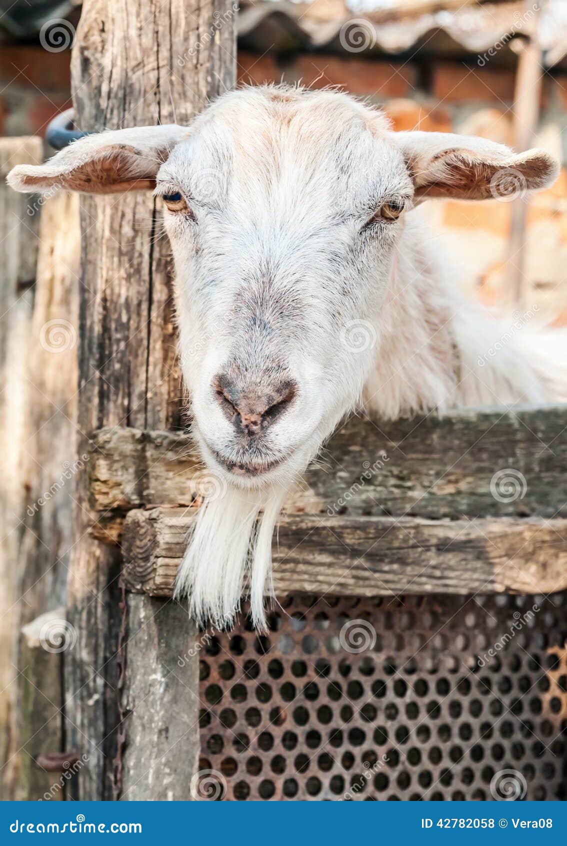 Portret Van Een Grappige Geit Stock Foto - Image of landbouwbedrijf ...