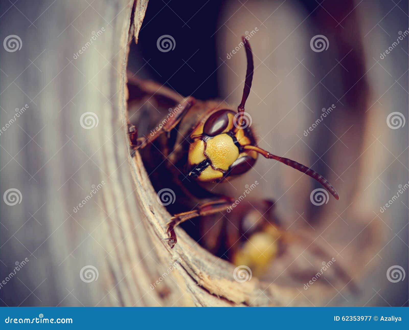 Portret Van Een Grote Wesp - Een Horzel Stock Afbeelding - Image of ...