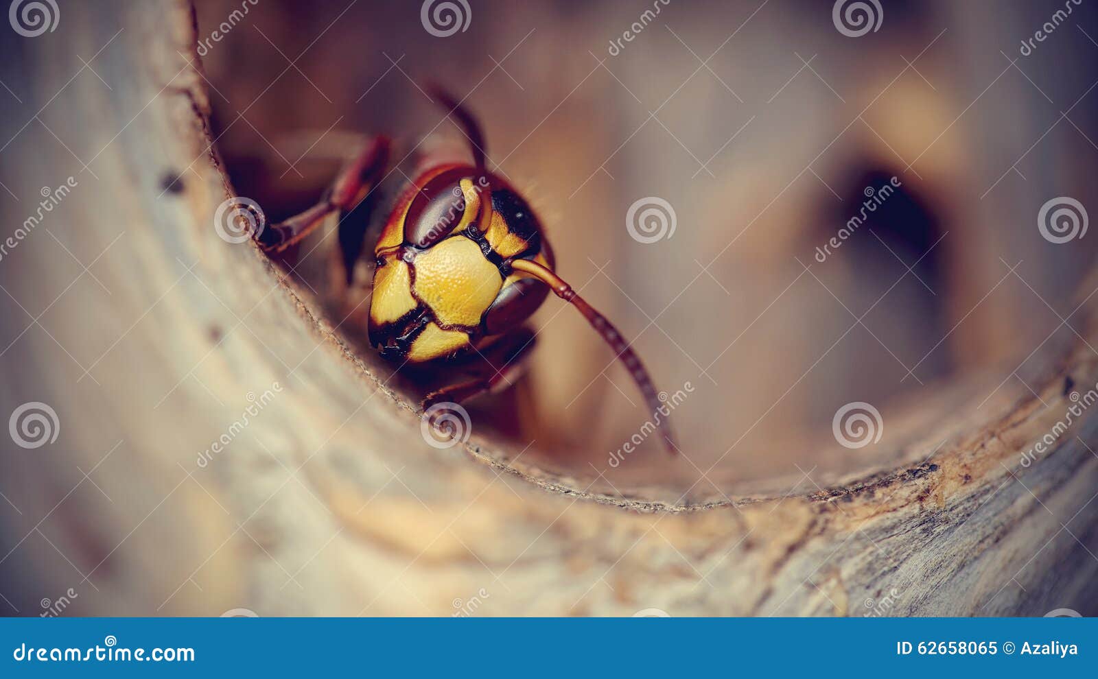 Portret Van Een Grote Wesp - Een Horzel Stock Afbeelding - Image of ...