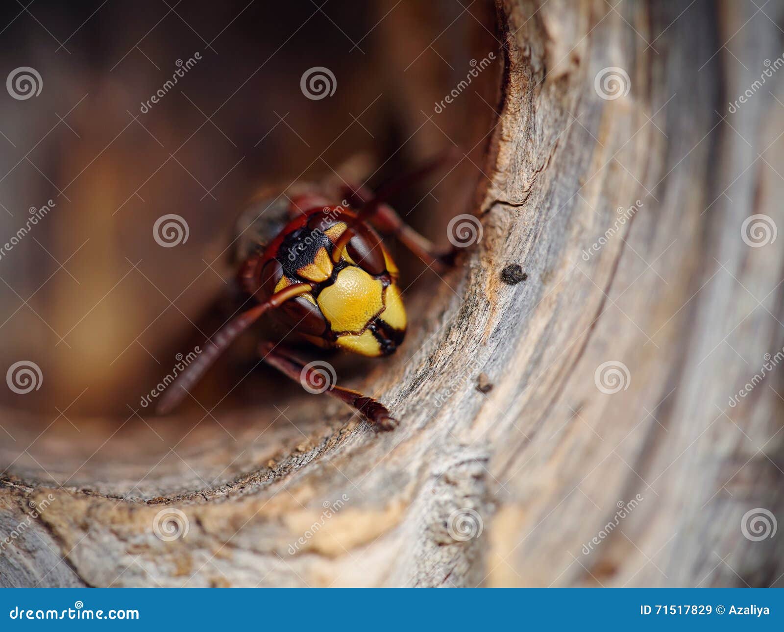 Portret Van Een Grote Wesp - Een Horzel Stock Afbeelding - Image of ...