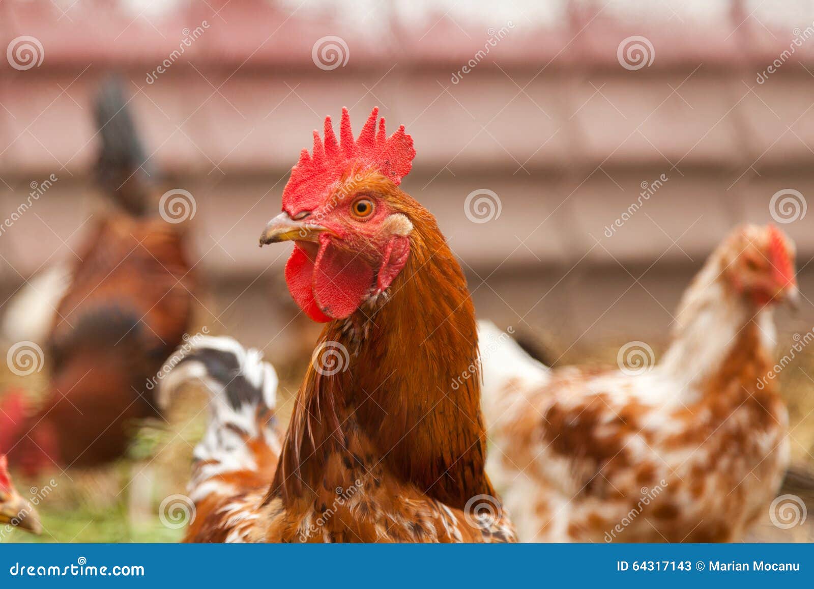 Portret van een Haan stock afbeelding. Image of prachtig - 64317143