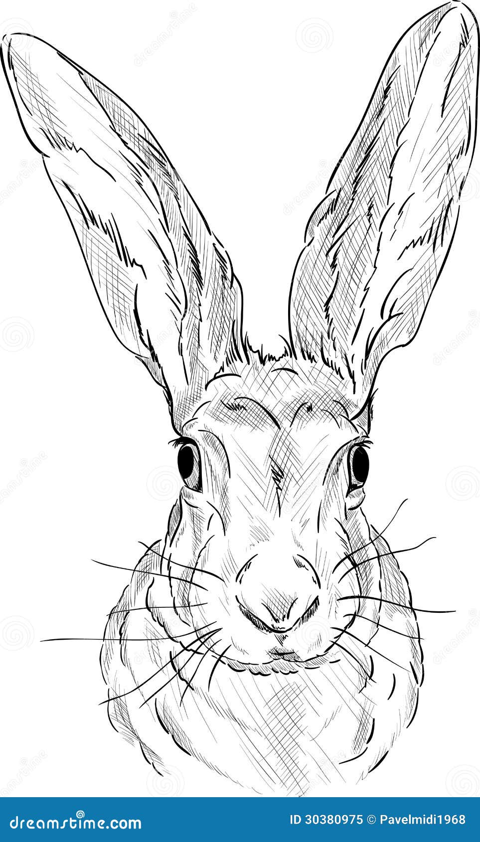 Haas Clipart Zwart Wit Haas Tekening Stockfoto's, Illustraties En