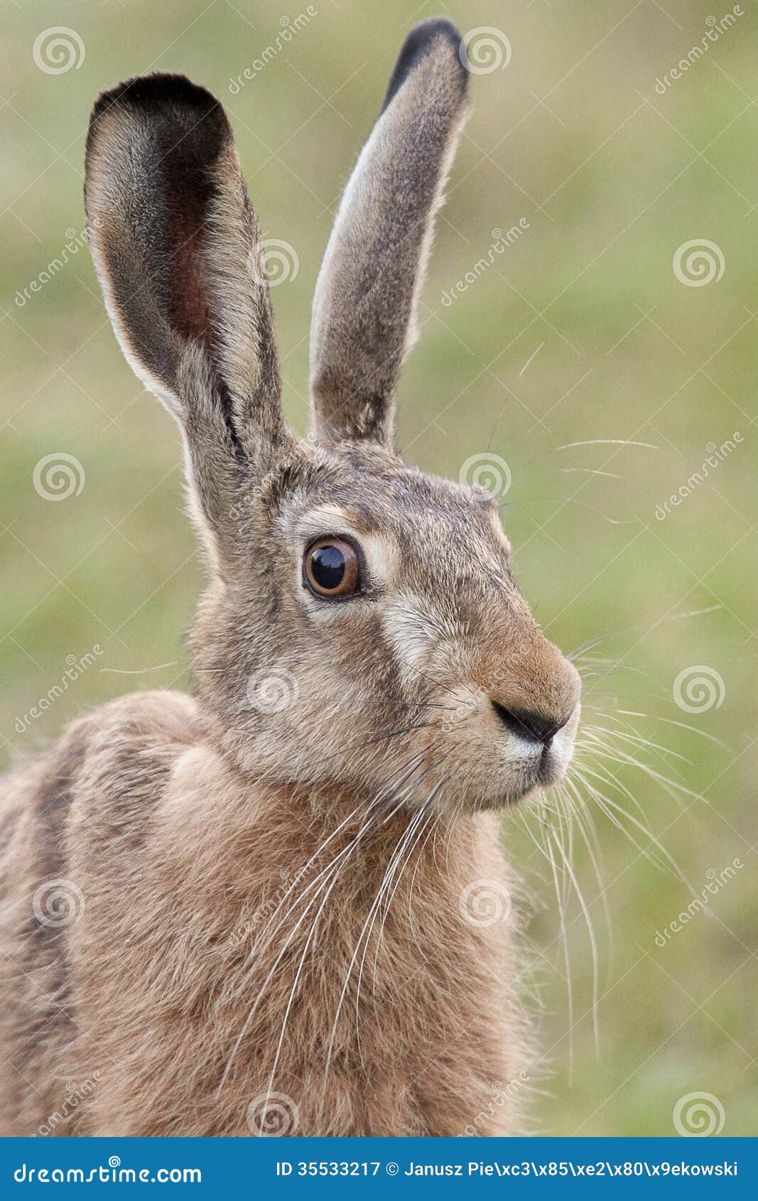 Portret van een haas stock afbeelding. Image of dieren - 35533217