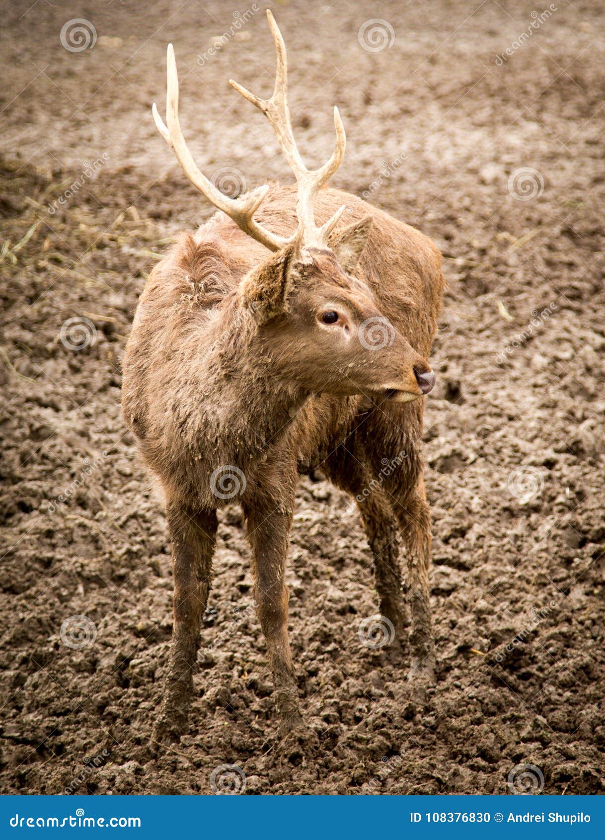 Portret Van Een Hert in Een Dierentuin in De Winter Stock Foto - Image ...