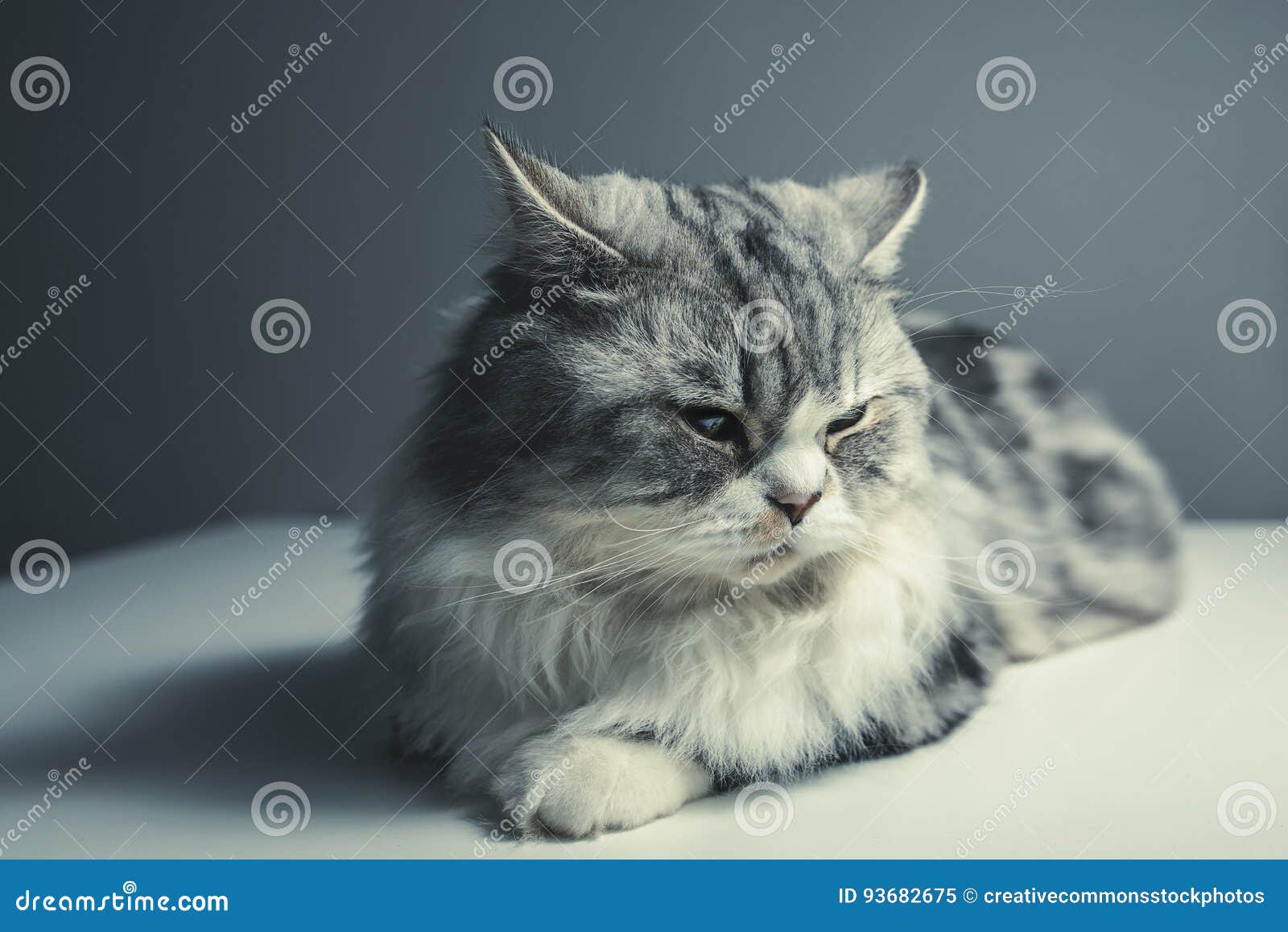 Portret Van Een Huiskat Picture. Image: 93682675