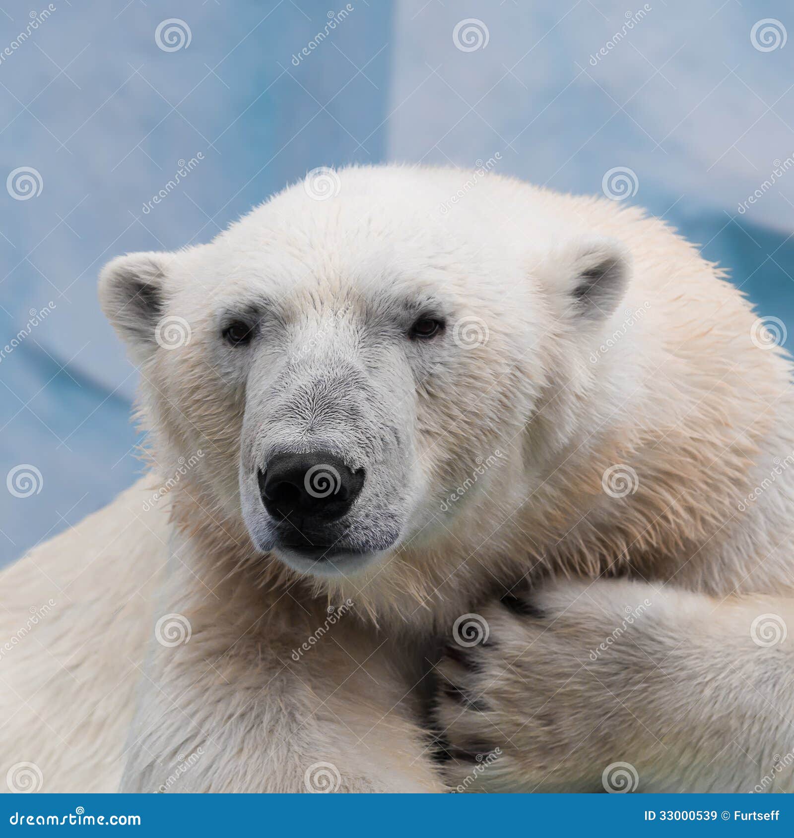 Portret van een ijsbeer stock afbeelding. Image of hoofd - 33000539