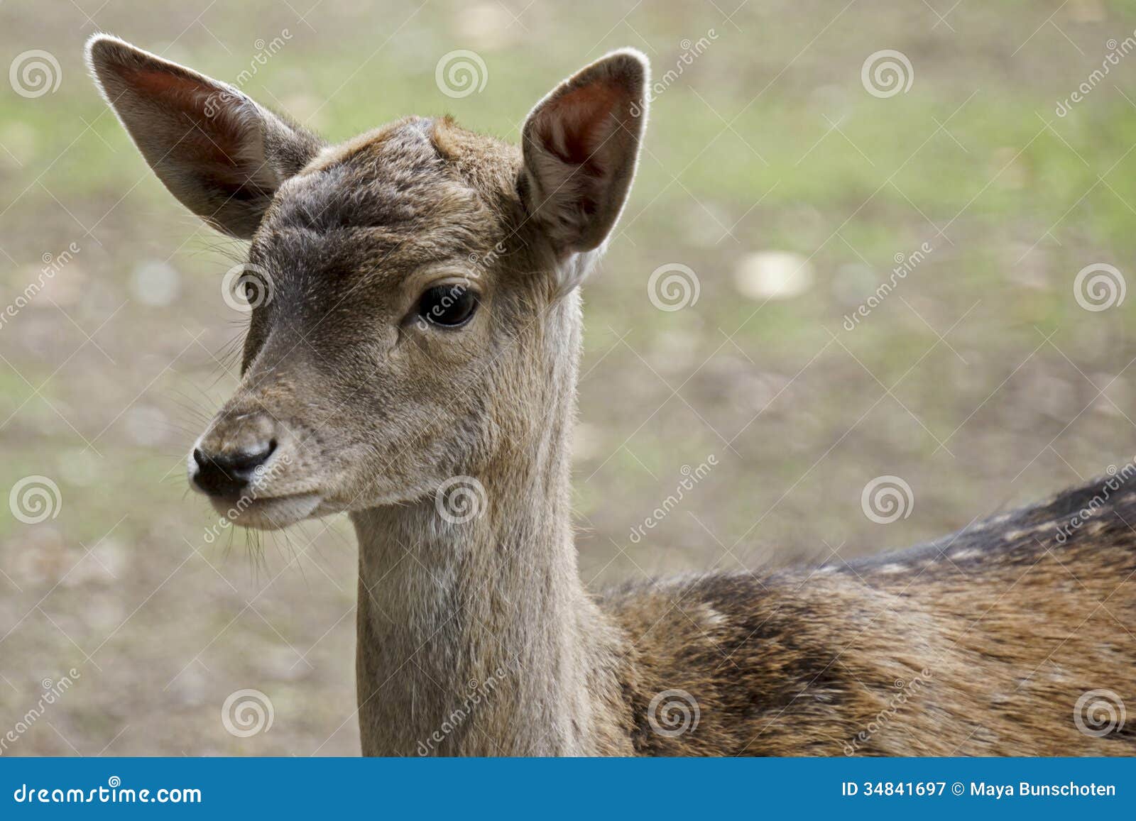 Portret van een jong hert stock afbeelding. Image of kerstmis - 34841697