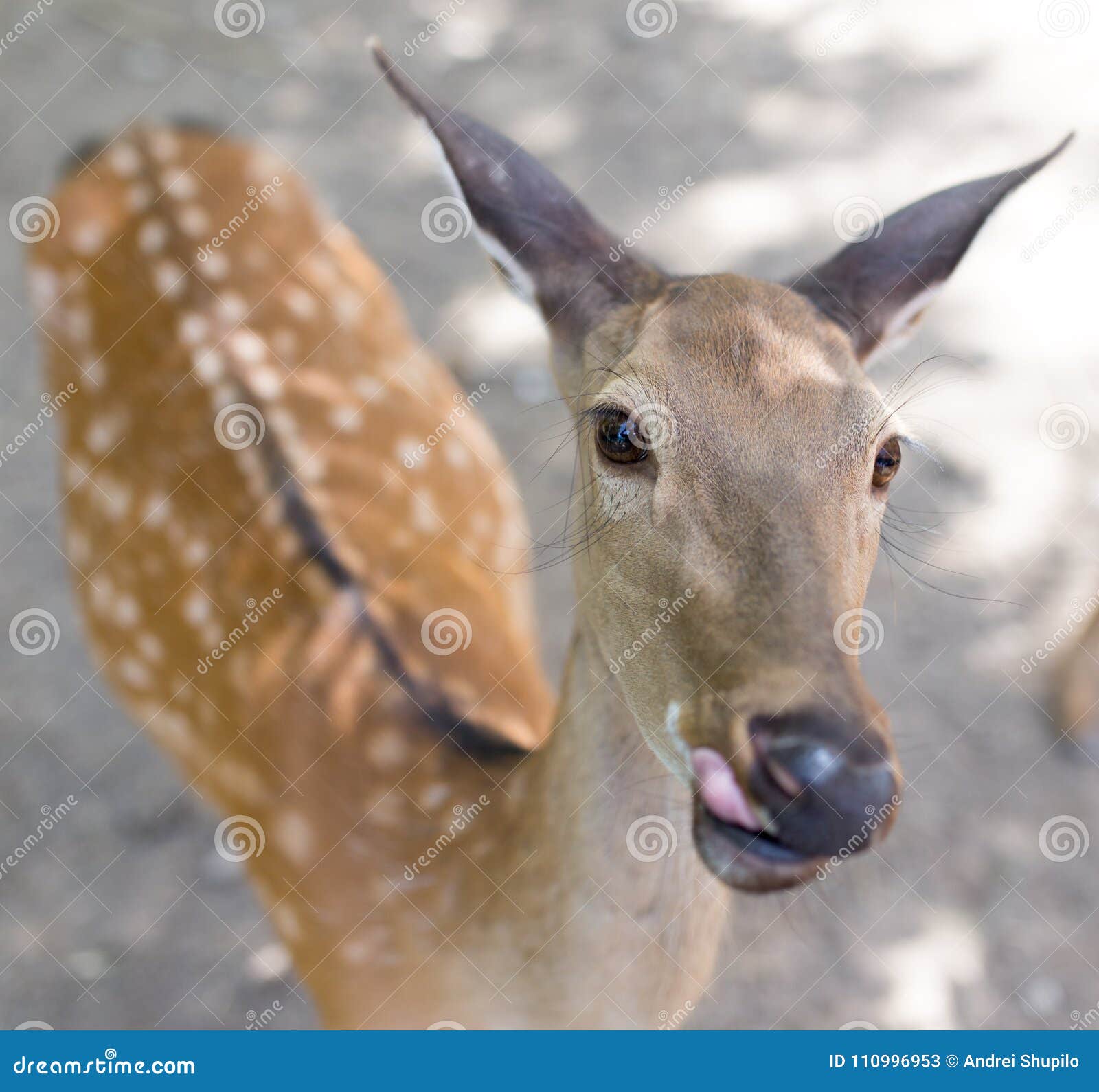 Portret Van Een Jong Hert in Dierentuin Stock Afbeelding - Image of ...