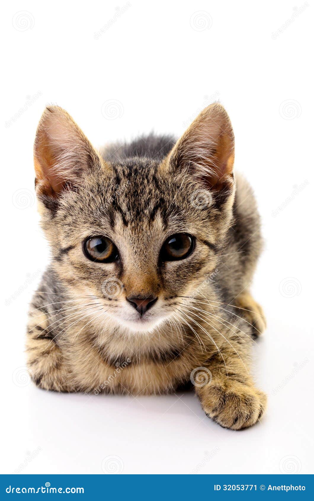 Portret Van Een Kat Op Witte Achtergrond Stock Afbeelding - Image of ...