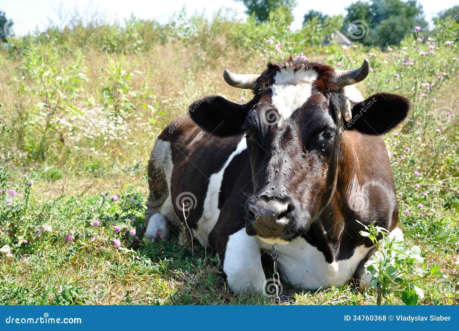 Portret van een koe stock foto. Image of kabel, dieren - 34760368