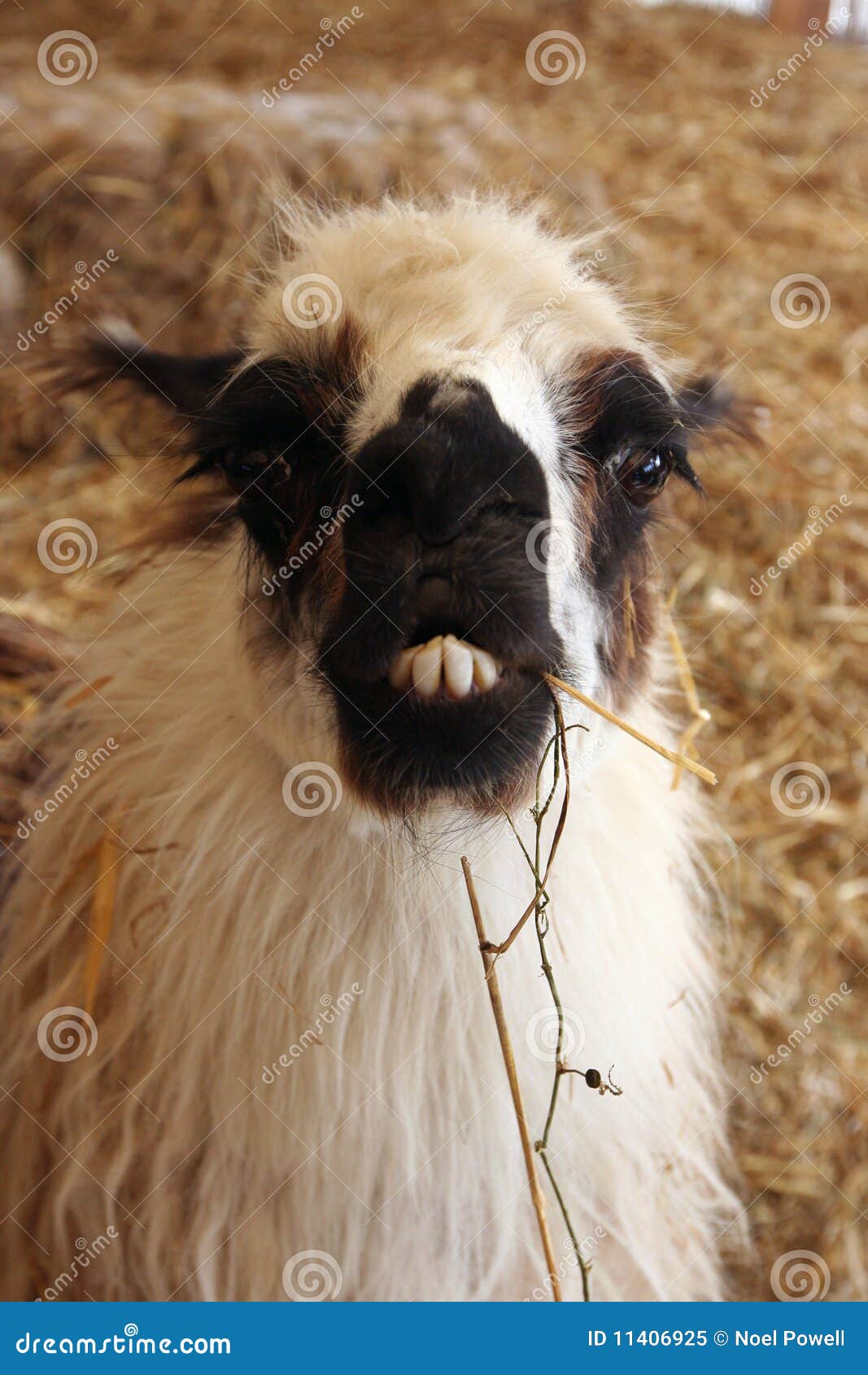 Portret van een Lama stock afbeelding. Image of alpaca - 11406925