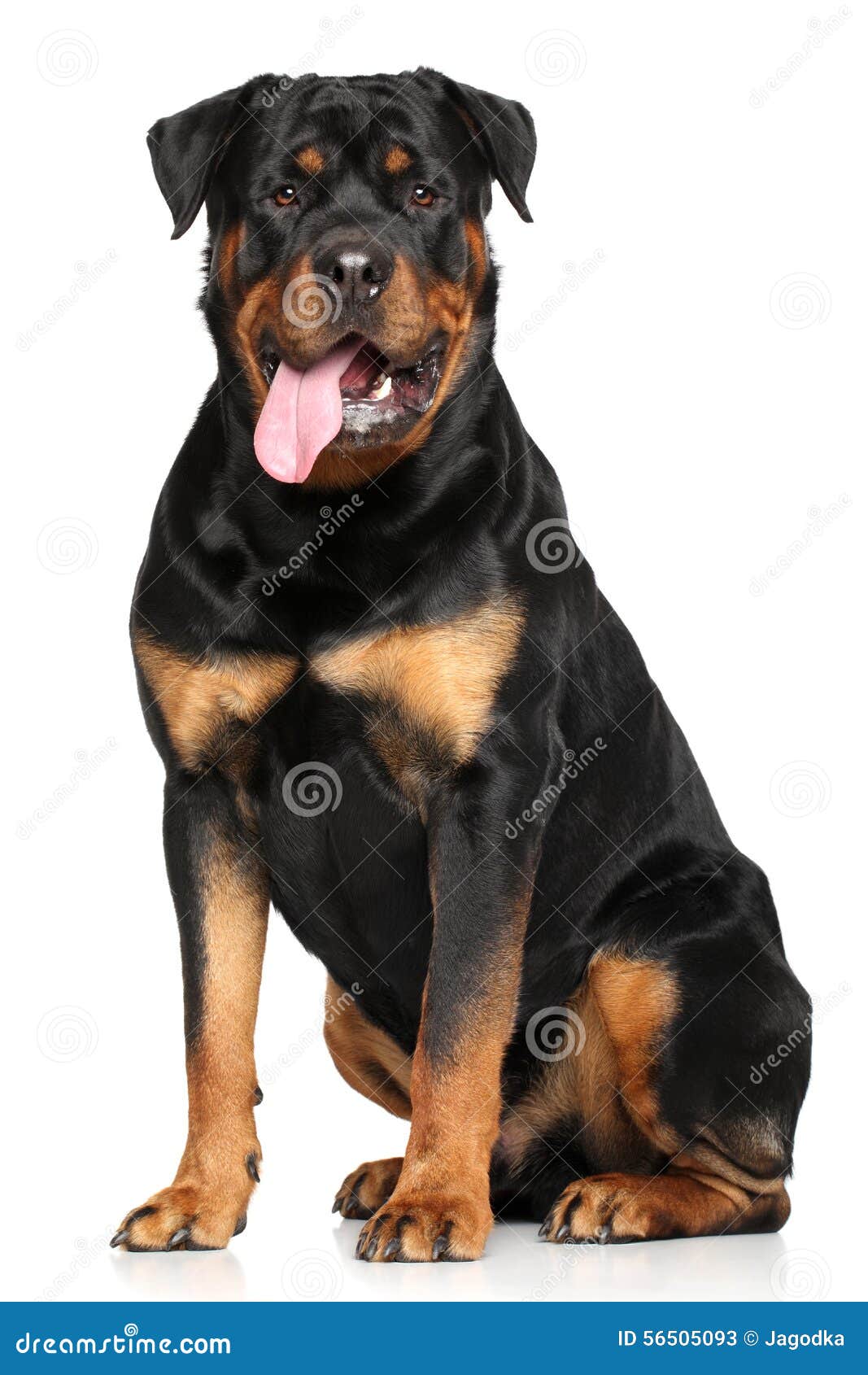 Portret Van Een Rasechte Rottweiler Stock Afbeelding - Image of studio ...