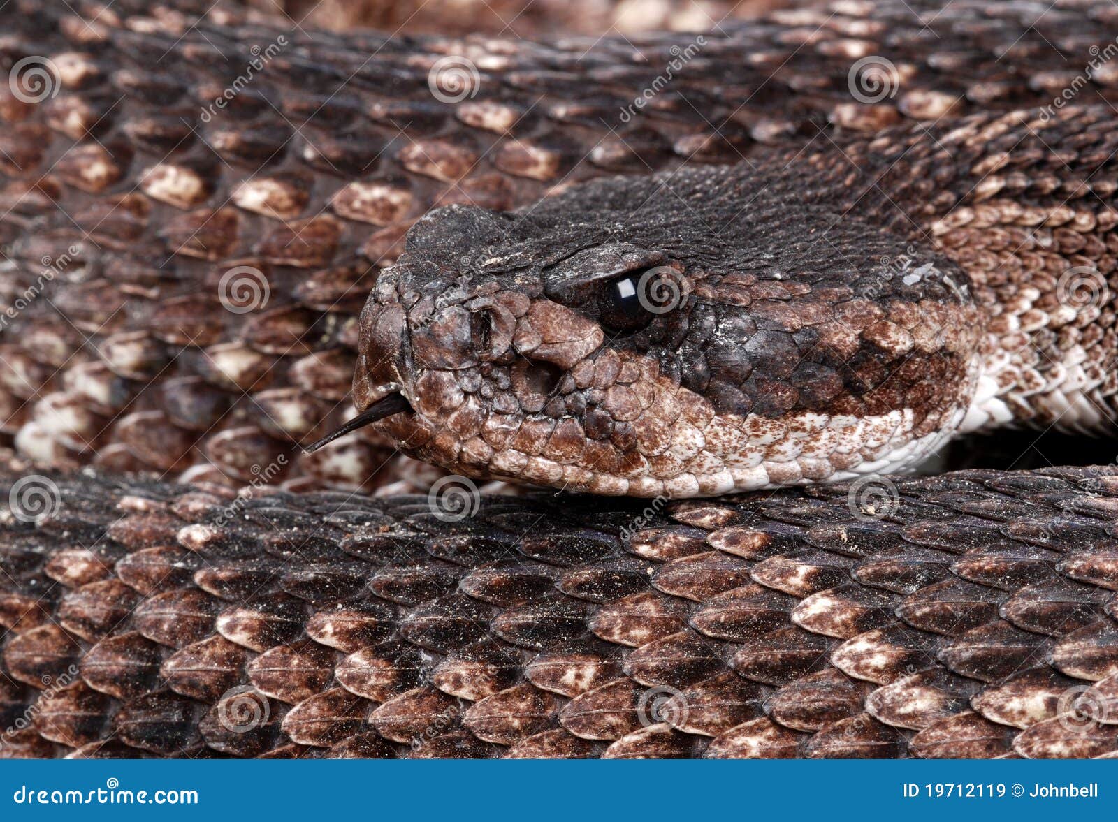 Portret Van Een Ratelslang. Stock Afbeelding - Image of vergift ...