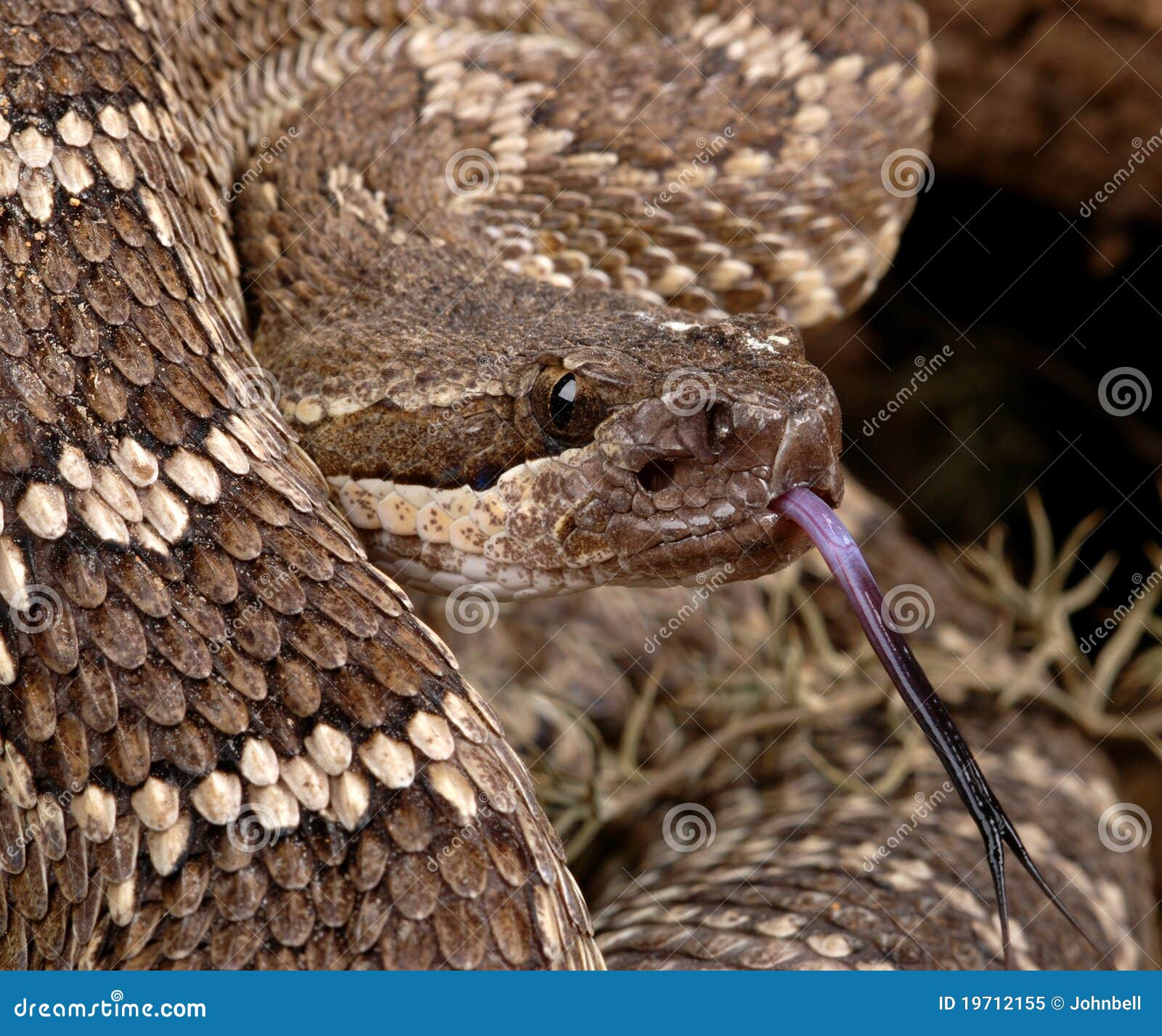 Portret Van Een Ratelslang. Stock Afbeelding - Image of dodelijk, slang ...