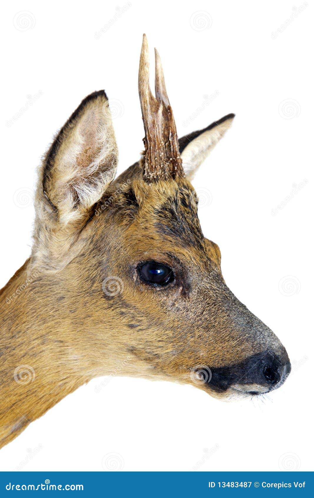 Portret van een ree stock afbeelding. Image of punt, kant - 13483487