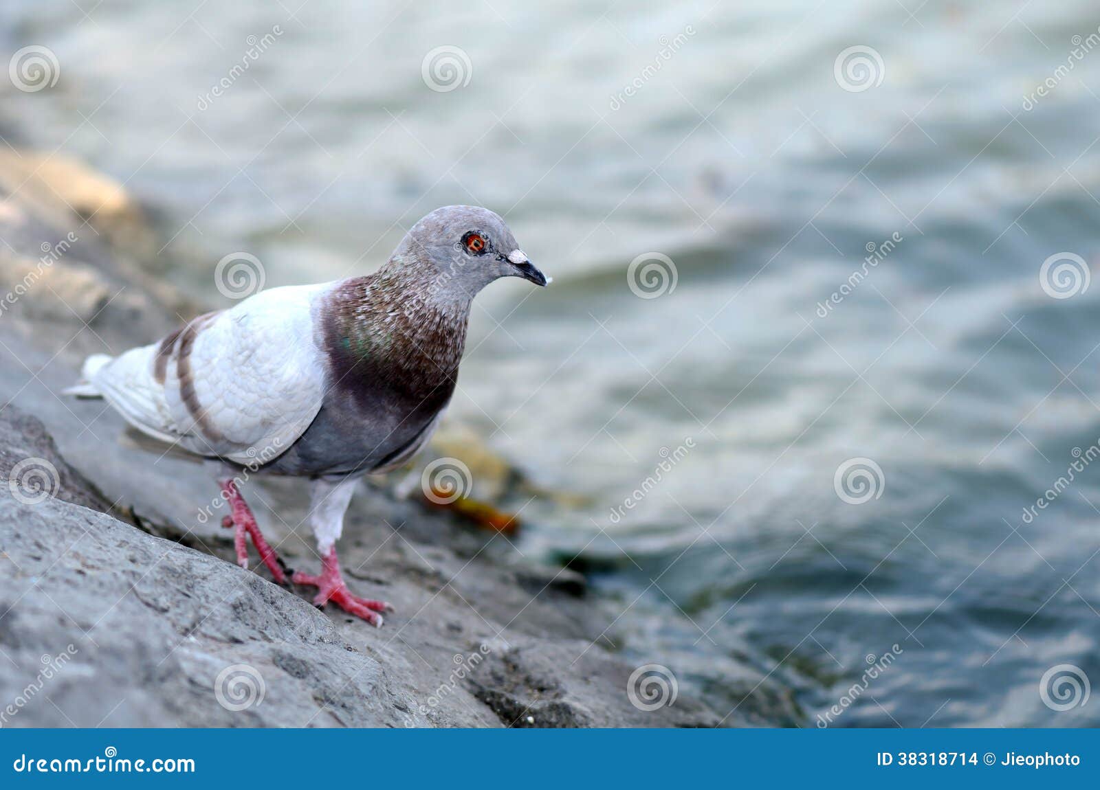 Portret van een Rotsduif stock foto. Image of tribune - 38318714