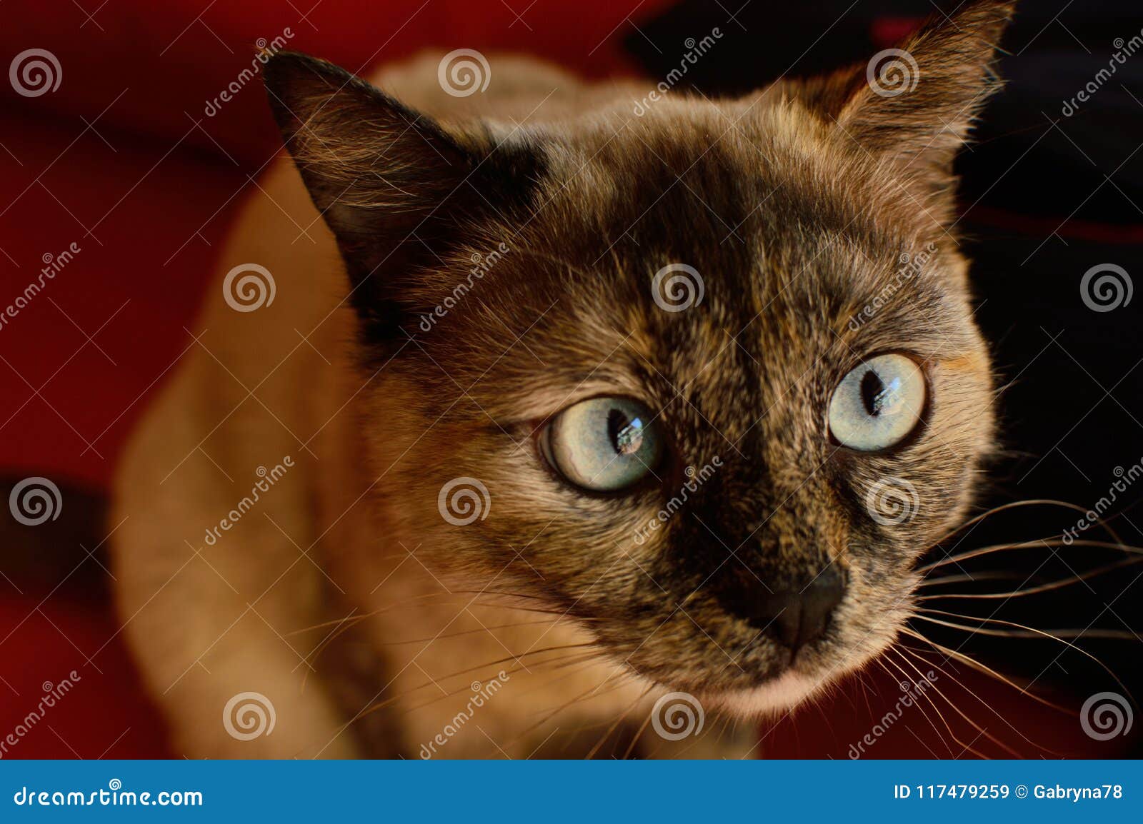 Portret van een schele kat stock afbeelding. Image of studio - 117479259