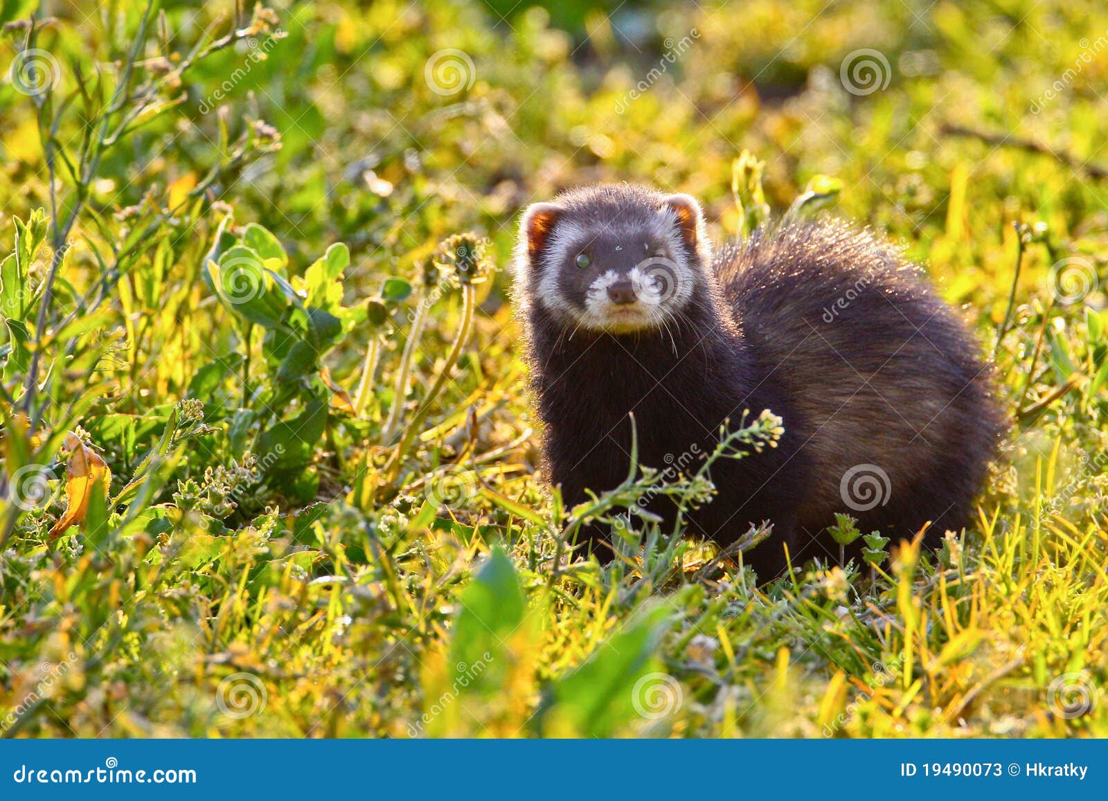 Portret Van Een Steenmarter Stock Afbeelding - Image of carnivoor ...