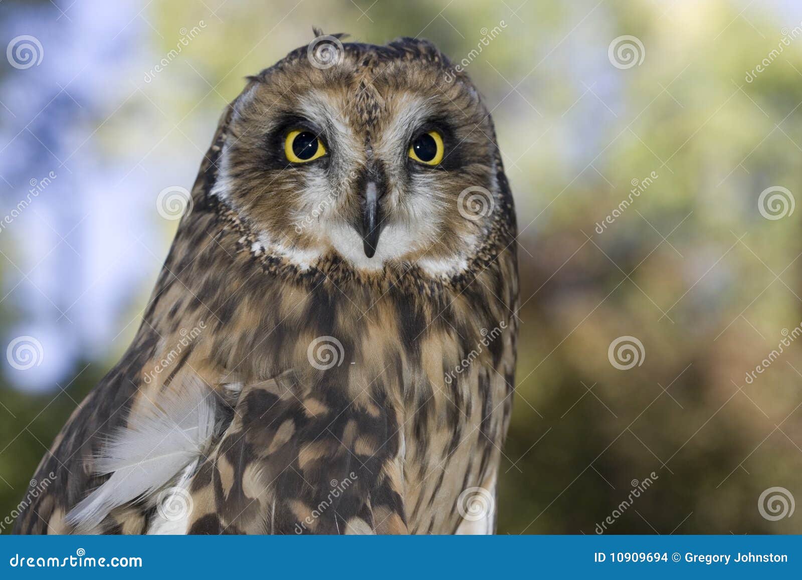 Portret Van Een Uil Met Korte Oren Stock Foto - Image of prooi ...