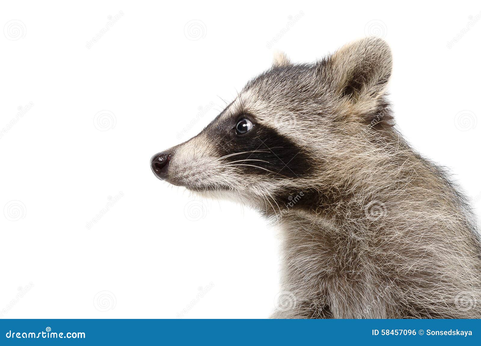 Portret Van Een Wasbeer in Profiel Stock Foto - Image of nieuwsgierig ...