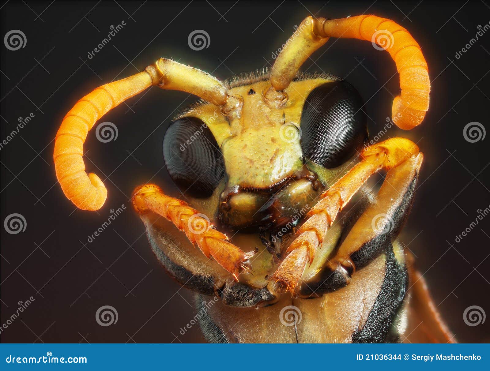 Portret van een wesp stock foto. Image of portret, ogen - 21036344