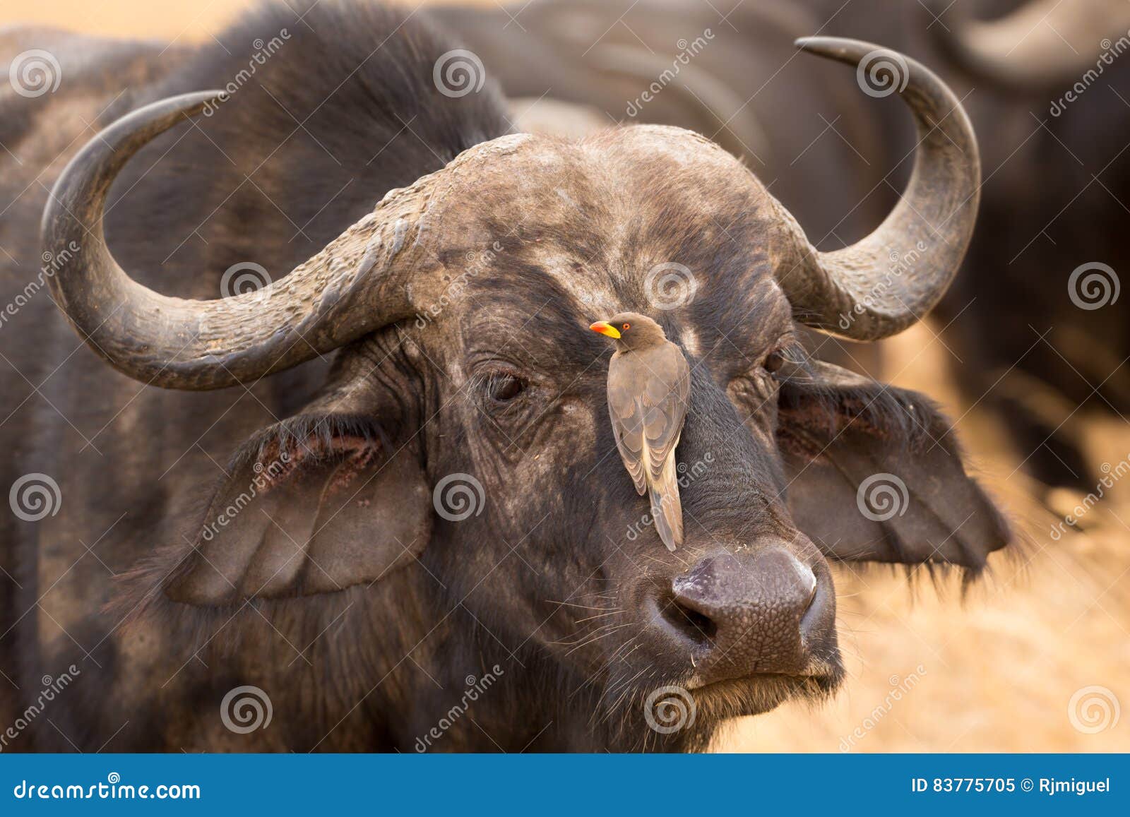 Portret Van Een Wilde Afrikaanse Buffel Stock Afbeelding - Image of ...