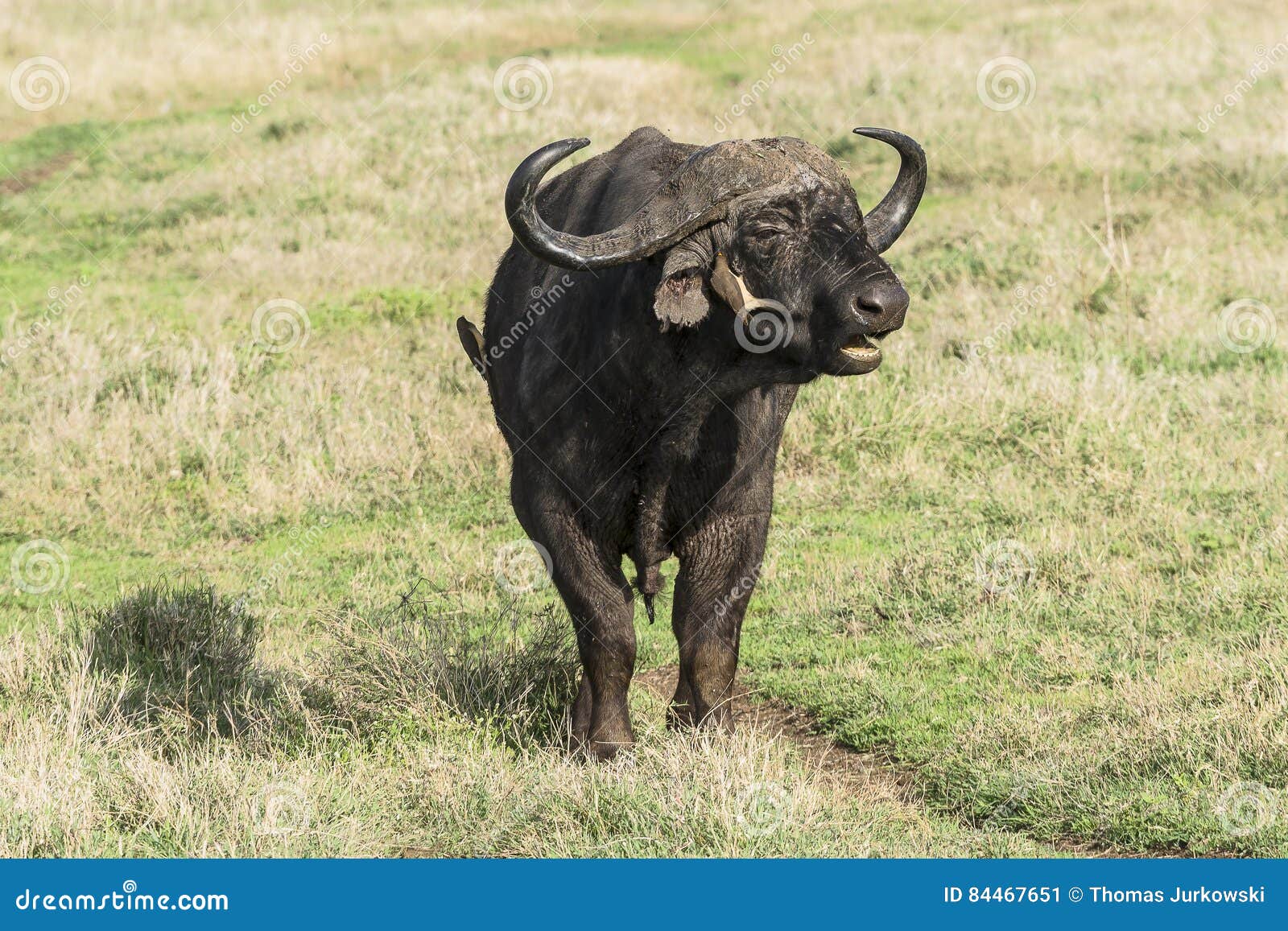 Portret Van Een Wilde Afrikaanse Buffel Stock Afbeelding - Image of ...