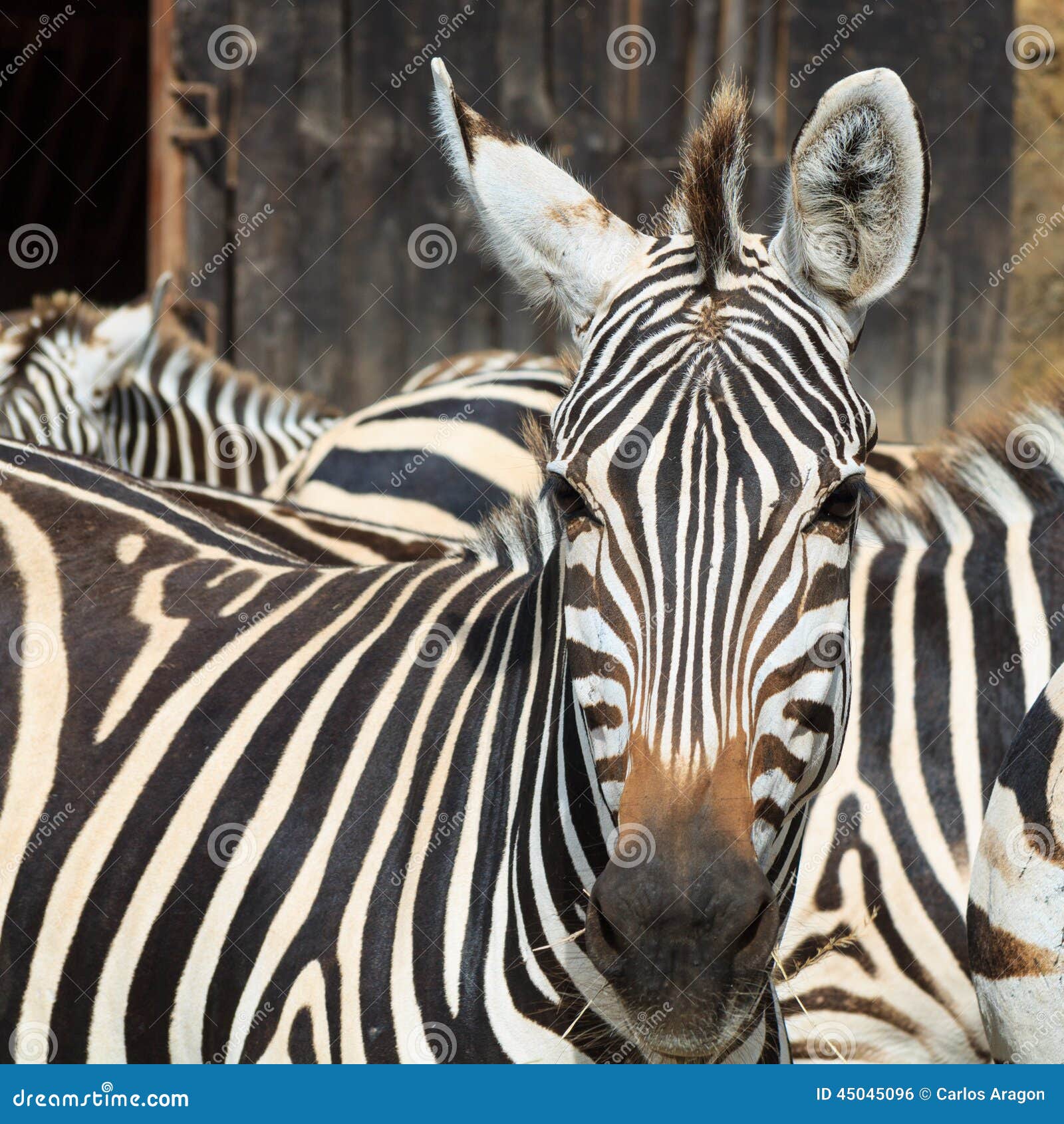 Portret Van Een Zebra in De Wildernis Stock Foto - Image of strepen ...