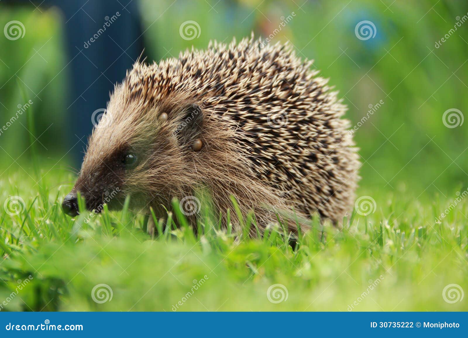 Portret van Egel in bos stock foto. Image of paddestoel - 30735222