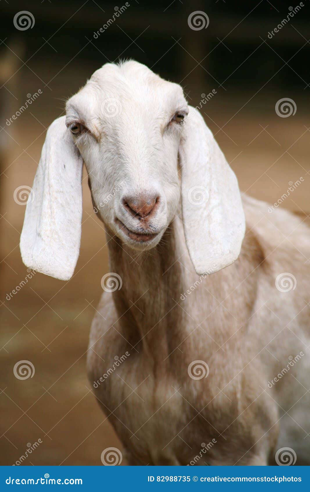 Portret Van Geit Picture. Image: 82988735