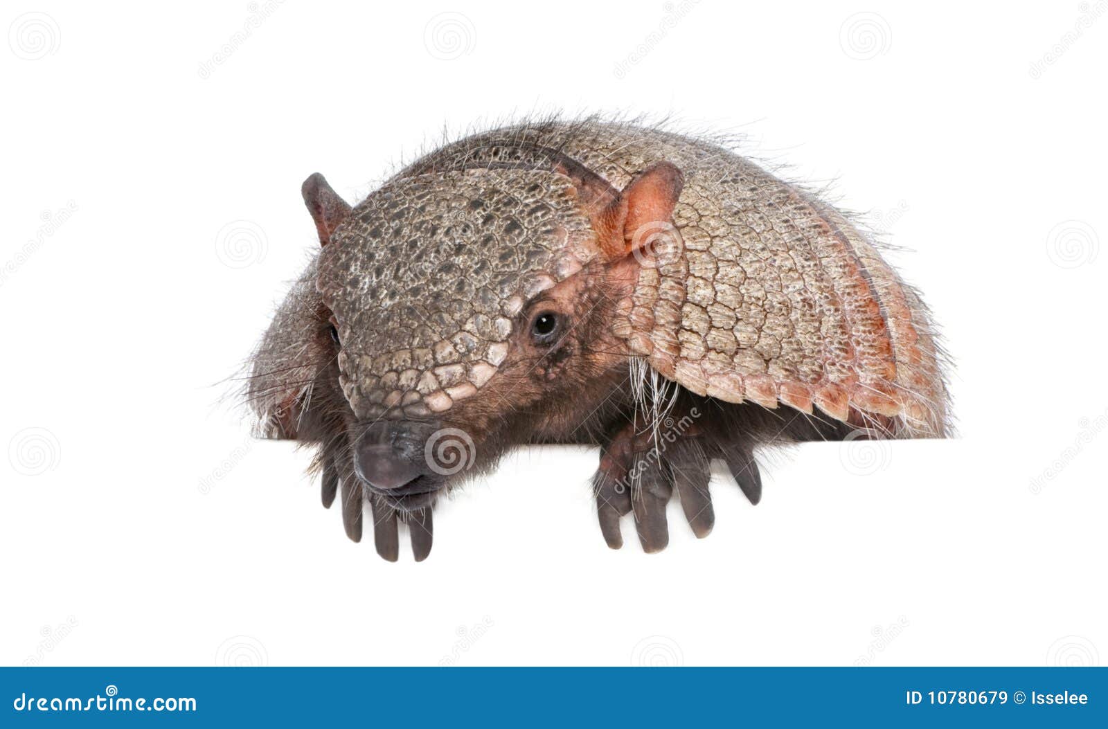 Portret Van Gordeldier - Dasypodidae Cingulata Stock Afbeelding - Image ...