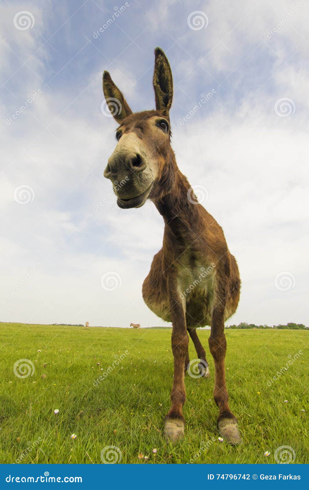 Portret Van Grappige Ezel Op De Weide Stock Foto - Image of weiland ...