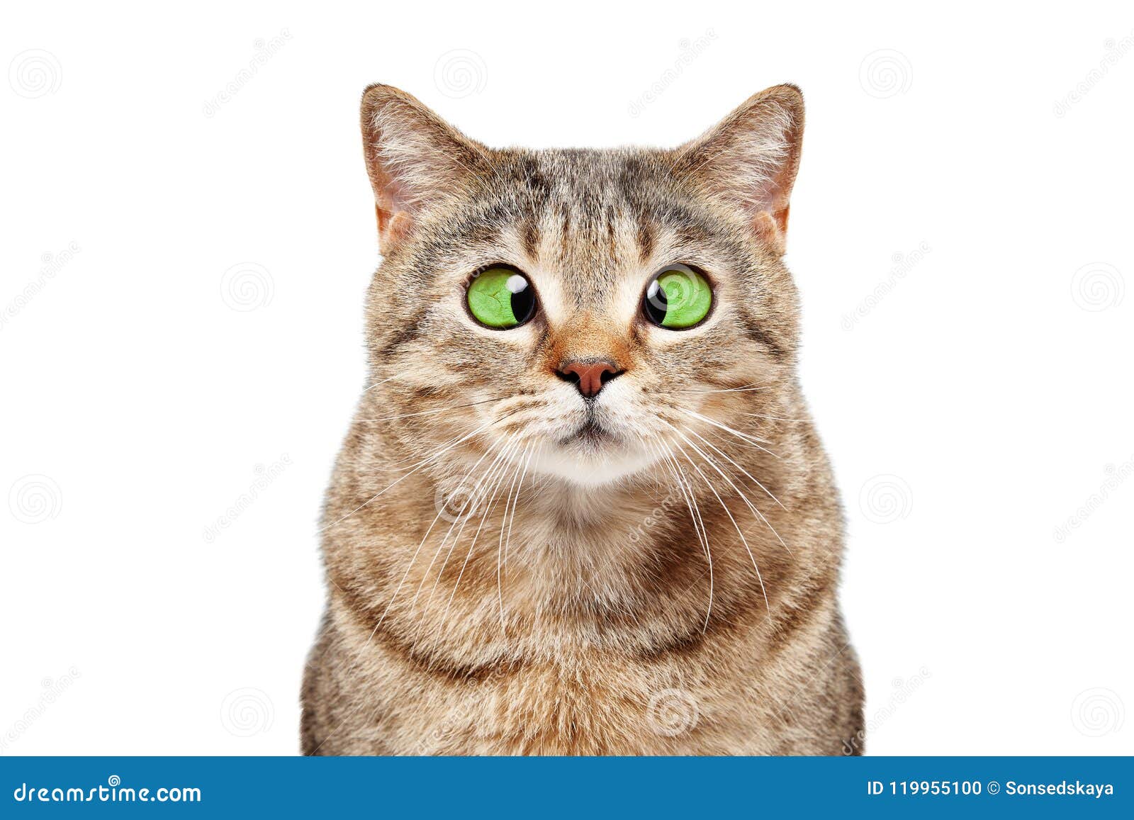 Portret Van Grappige Schele Katten Schotse Recht Stock Foto - Image of ...