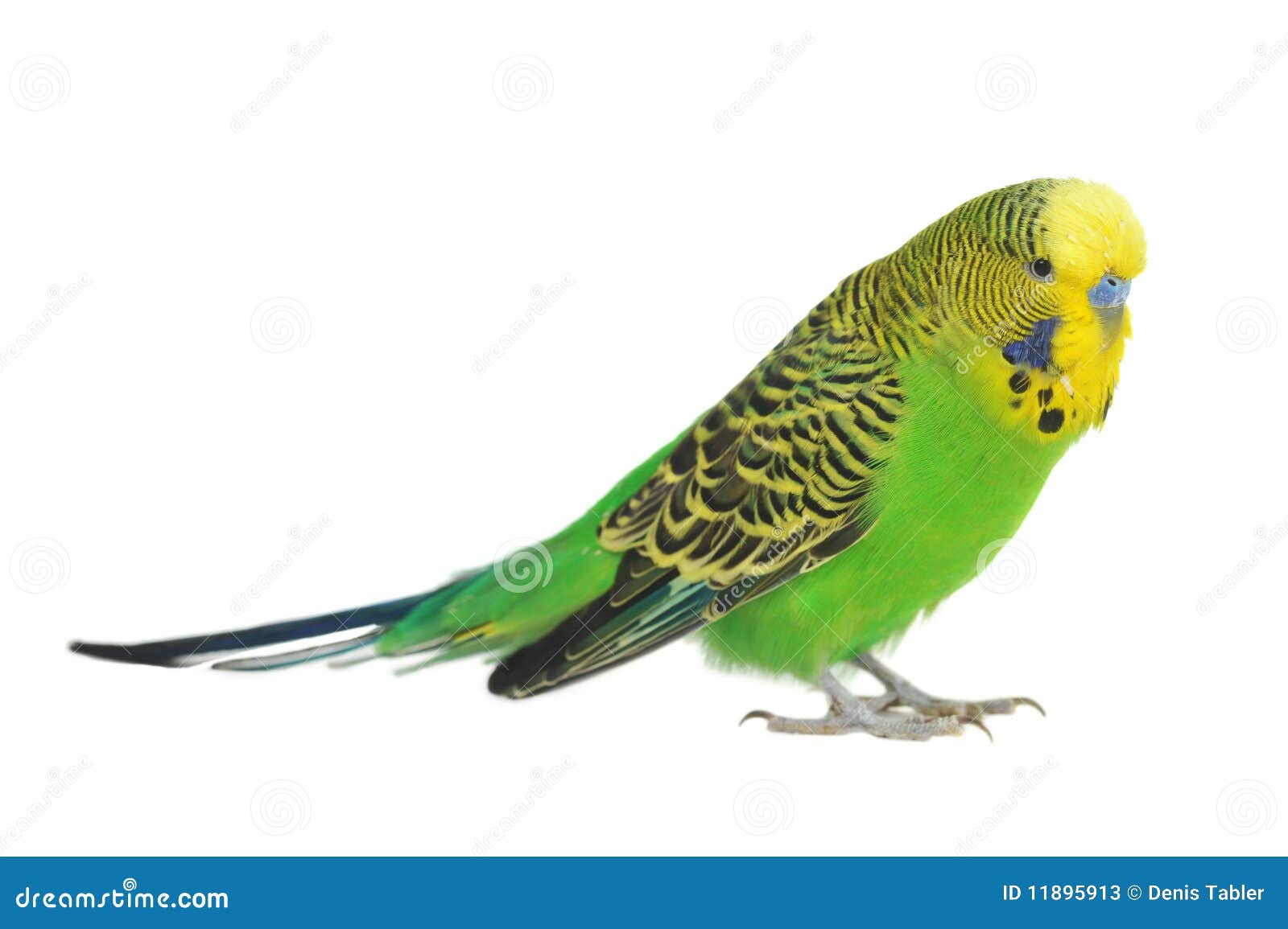 Portret van grasparkiet stock afbeelding. Image of nave - 11895913