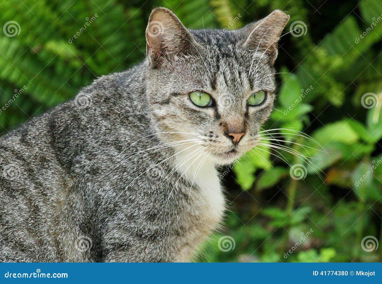 Portret Van Grijze Kat Met Groene Ogen Stock Foto - Image of ogen, nave ...