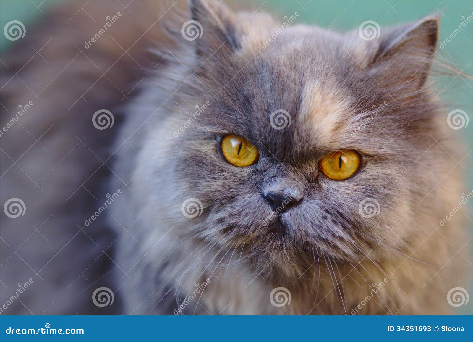 Portret Van Grijze Perzische Kat Stock Afbeelding - Image of portret ...