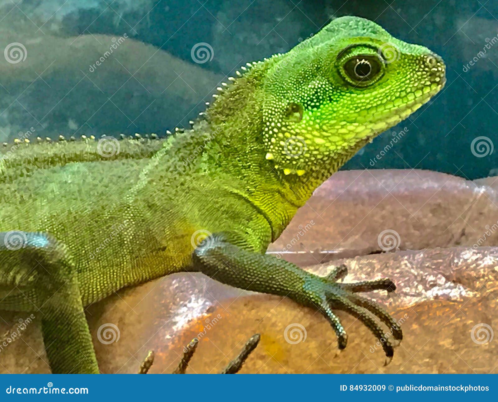 Portret Van Groene Hagedis Picture. Image: 84932009