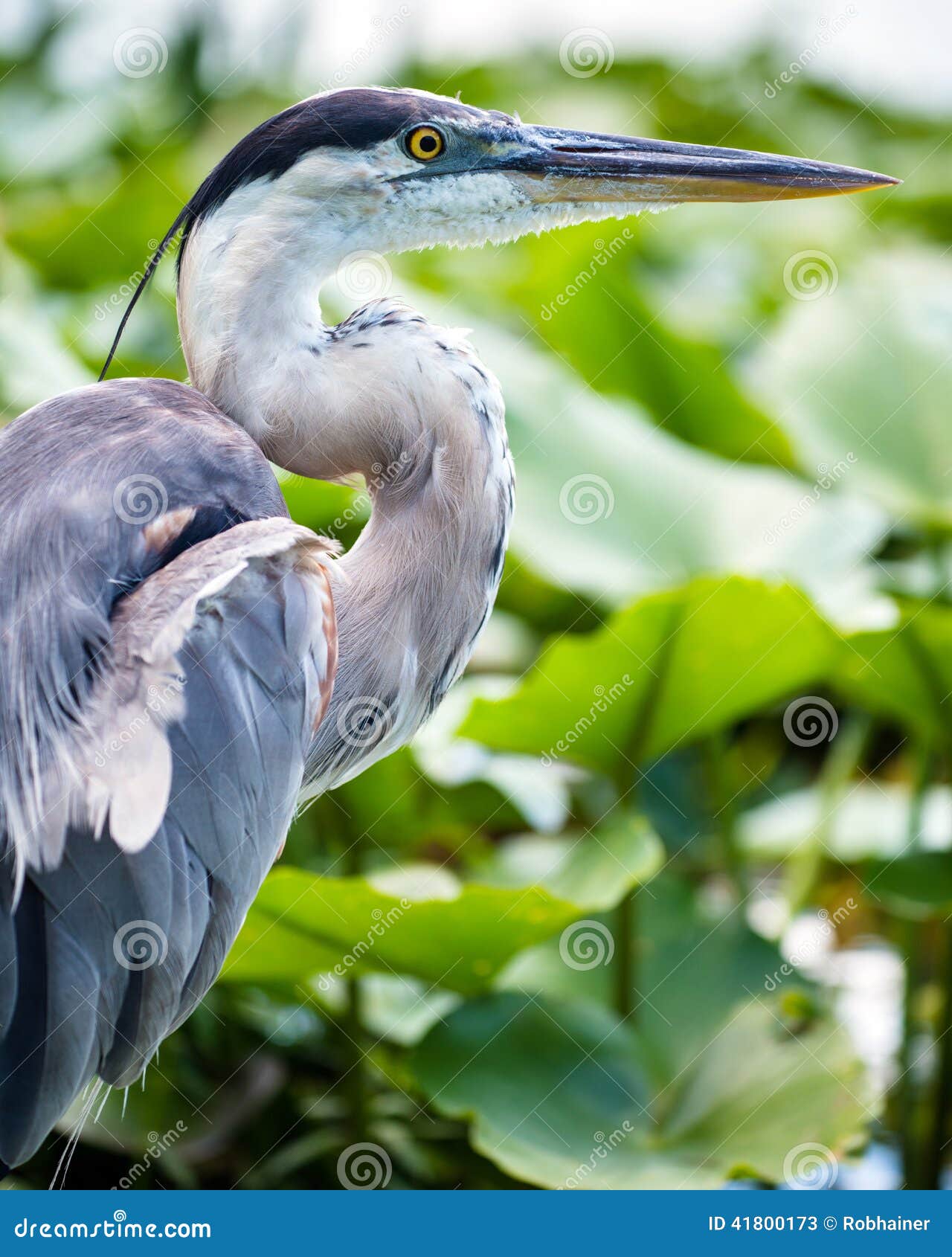 Portret Van Grote Blauwe Reiger Stock Afbeelding - Image of milieu ...