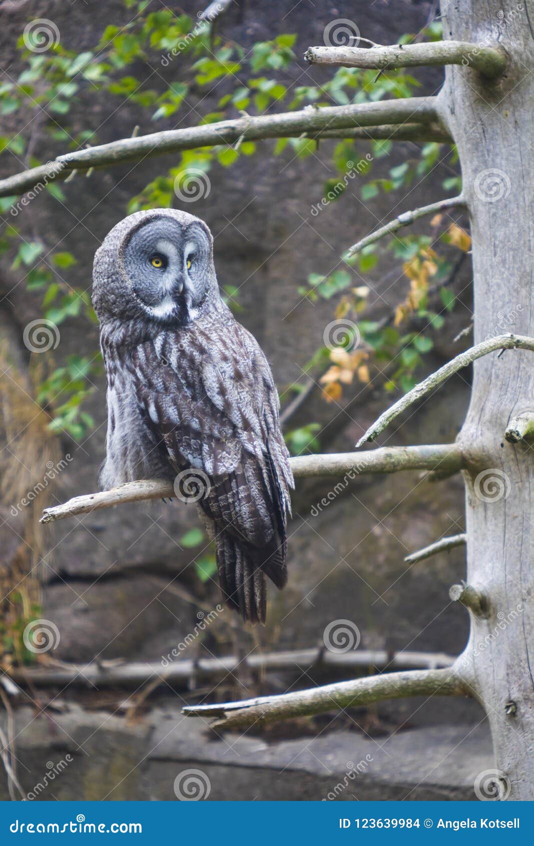 Portret Van Grote Grijze Uil Stock Foto - Image of bladeren, dood ...