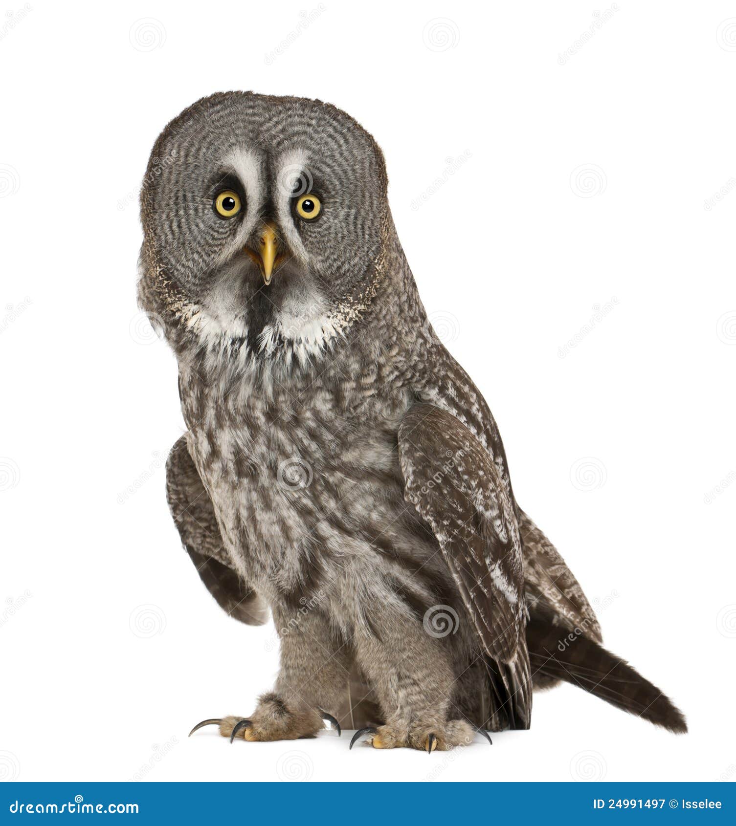 Portret Van Grote Grijze Uil Stock Afbeelding - Image of wild, mening ...