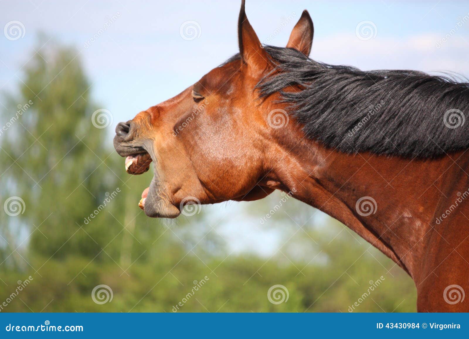 Portret Van Het Geeuw Het Bruine Paard Stock Foto - Image of merrie ...