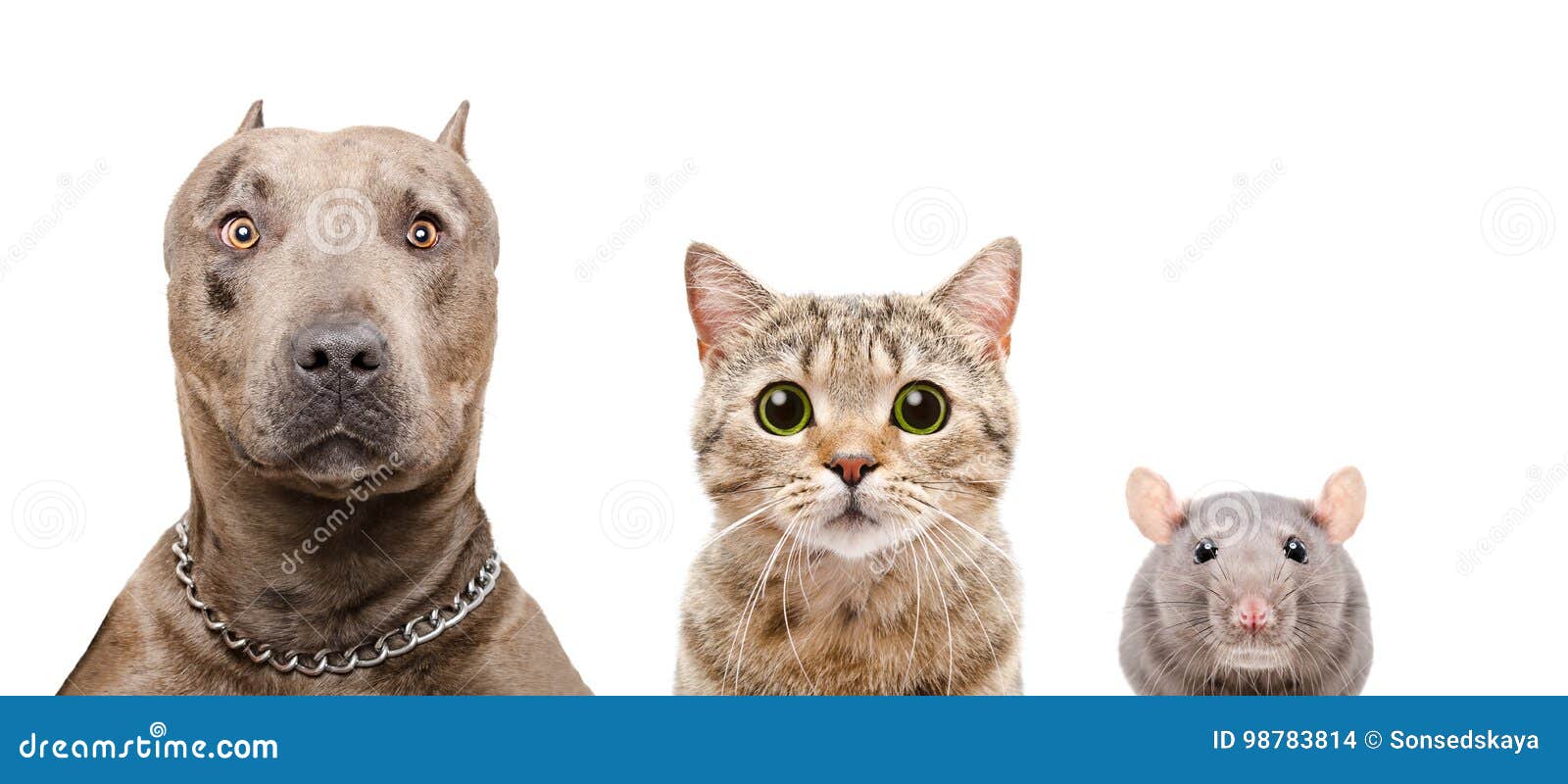 Portret Van Hond, Kat En Rat Stock Foto - Image of honds, camera: 98783814