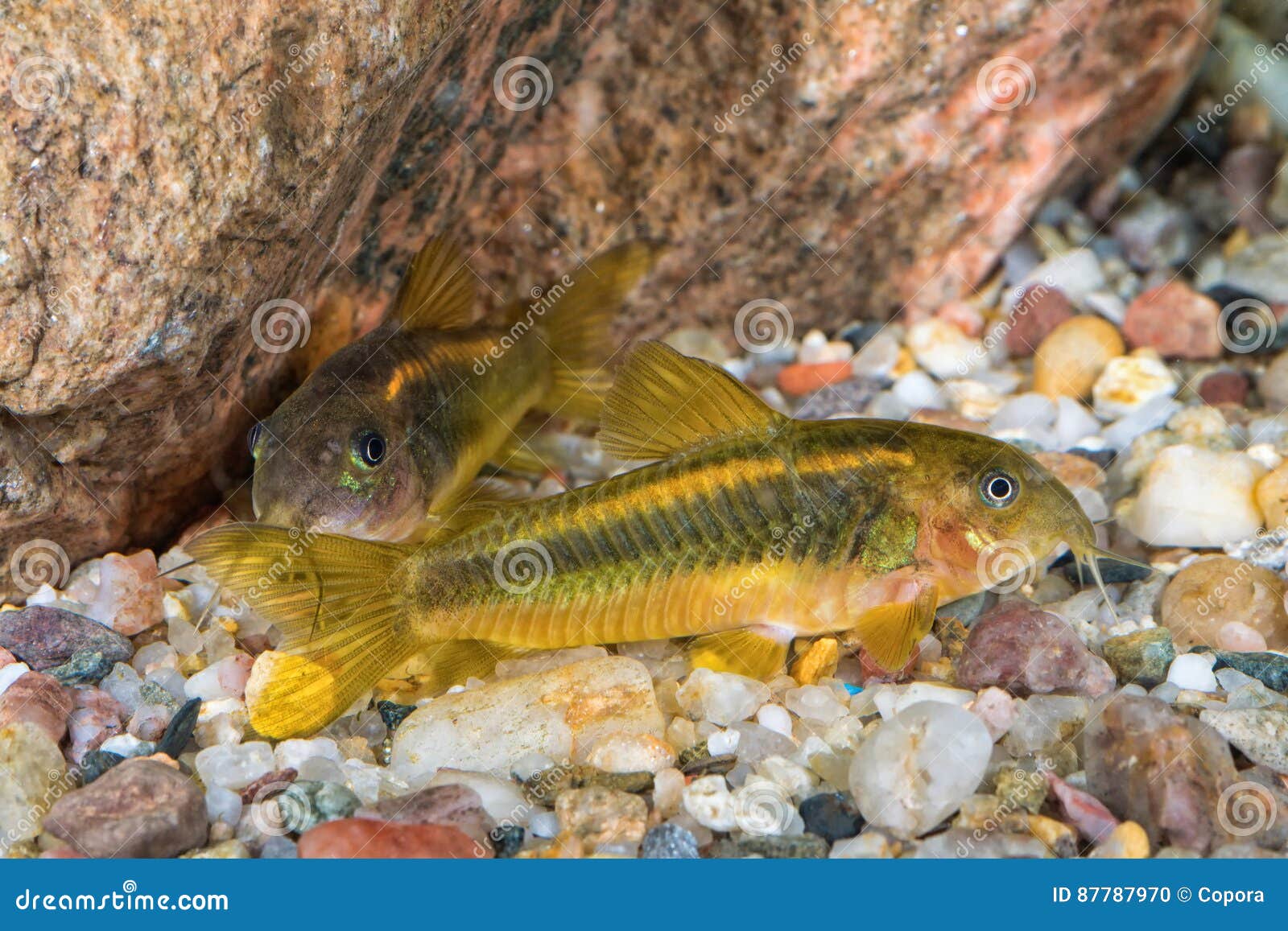 Portret Van Katvis Corydoras SP in Aquarium Stock Foto - Image of ...