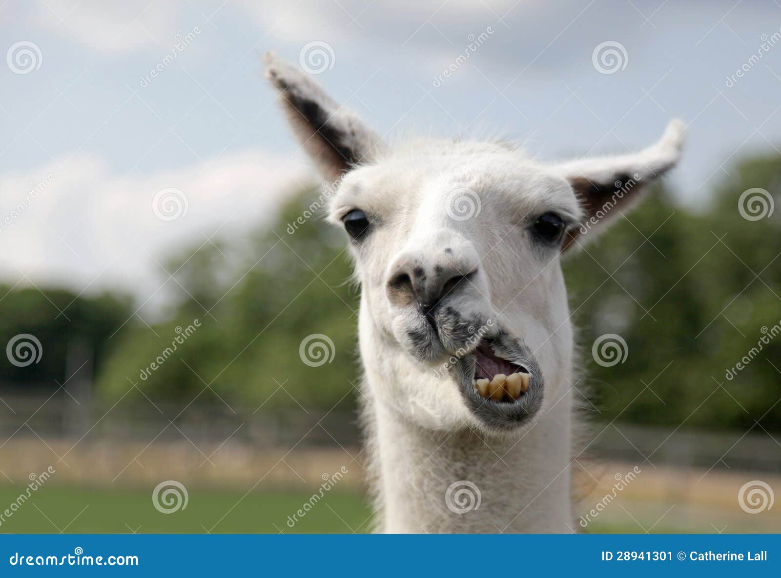 Portret van lama stock afbeelding. Image of uitziend - 28941301