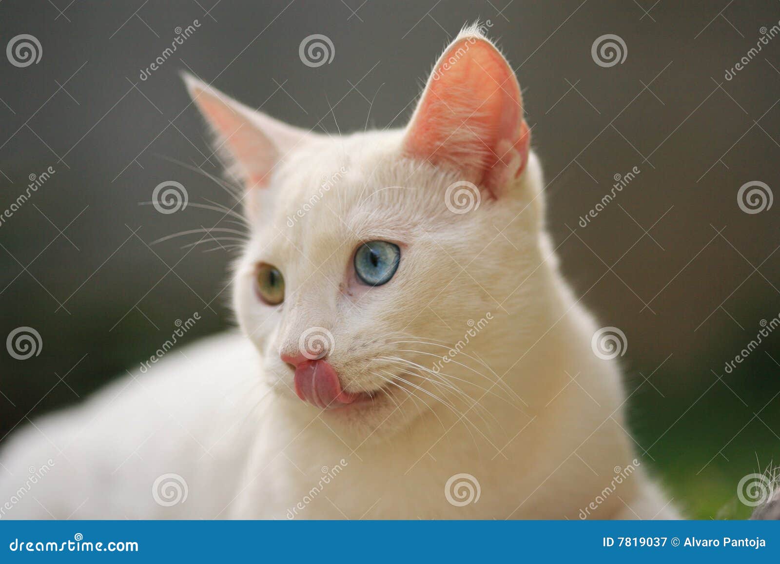 Portret Van Leuke Witte Kat Stock Afbeelding - Image of één, leuk: 7819037