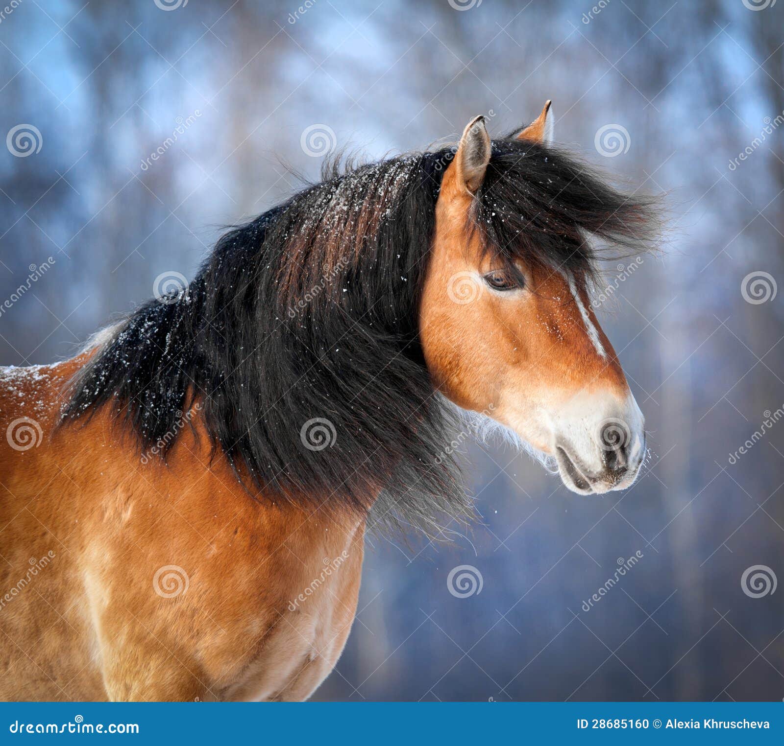 Portret Van Paard in Winderig Bos. Stock Foto - Image of winter ...