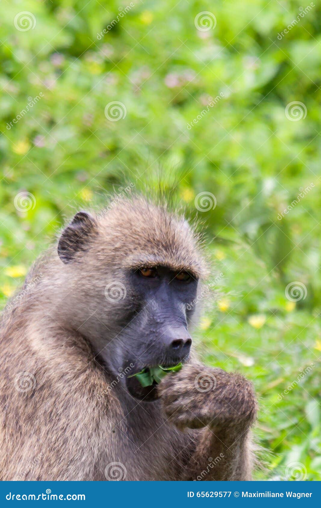 Portret Van Pavian (P Anubis) Etend Een Blad, Botswana Stock Afbeelding ...