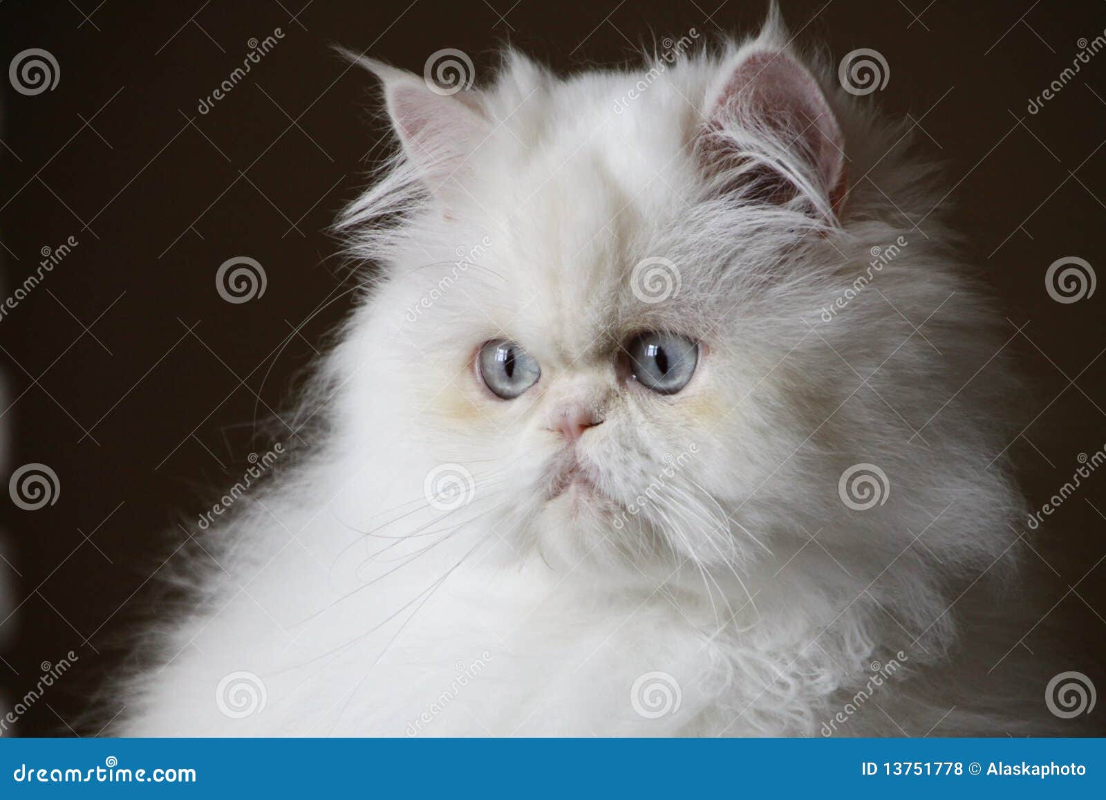 Portret van Perzische kat stock foto. Image of blauw - 13751778