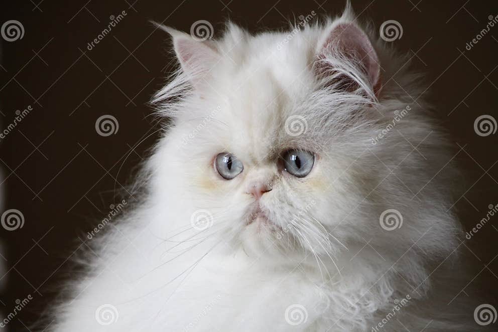 Portret van Perzische kat stock foto. Image of blauw - 13751778